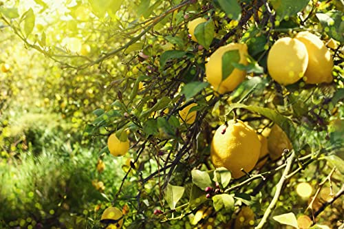 Lemon Seeds for Planting - 50 Seeds, Non-GMO Heirloom and Organic High Survival Rate Lemon Tree Seeds Planting for Home Garden