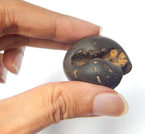 phoenix888 XUETZALCOATL Sacred Surya Maha Vishnu Buddha Dev Shaligram Nepal Kali Gandaki