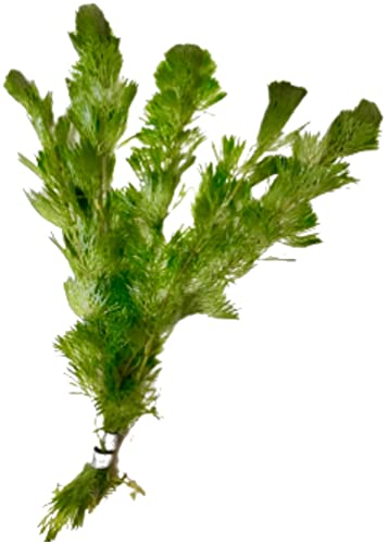 Marcus Fish Tanks - 3X Green Cabomba Caroliniana Live Aquarium Plants for Aquatic Freshwater Fish Tank