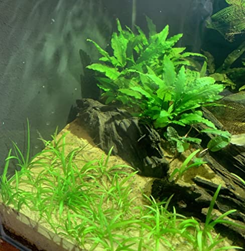 Marcus Fish Tanks - 10x Dwarf Sagittaria Subulata Live Aquarium Plant Dwarf Sag Freshwater Aquatic Carpeting Plant BUY2GET1FREE