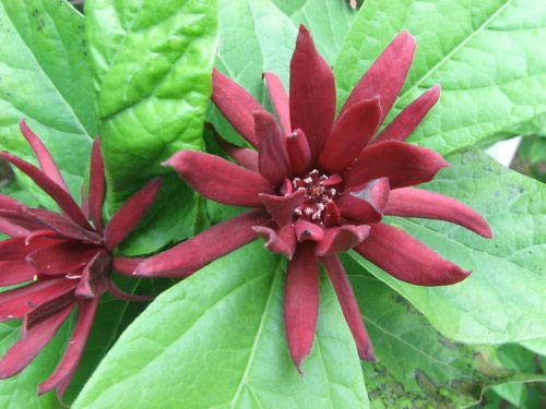 Germinazione dei Semi: 30 Semi: Carolina Pimento, Calycanthus floridus, Semi (fragrante, Appariscente, Colore di Caduta)