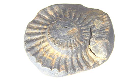 XUETZALCOATL Svastikrit Sudarshan Shaligram 1.5cm - 2.5cm from Kali Gandaki 1 pcs