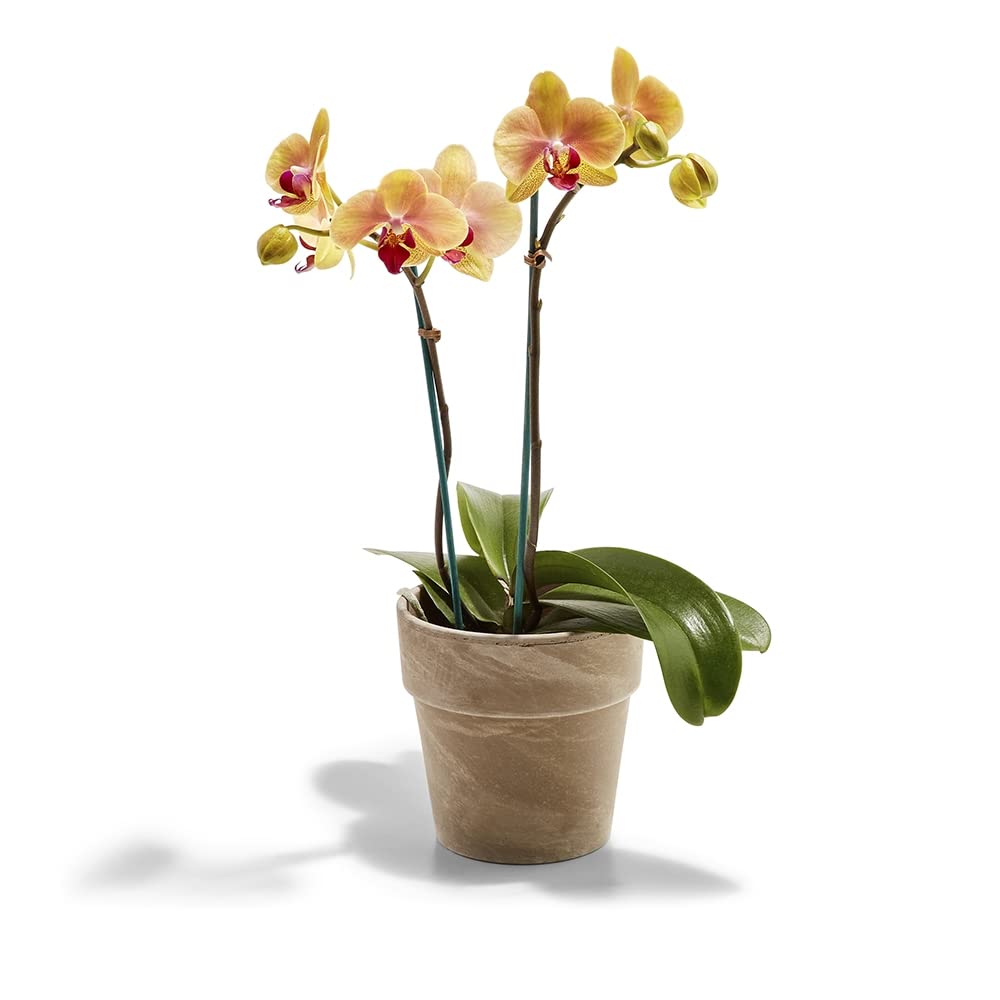 Floral, Plant Orchid Phalaenopsis 5 Inch