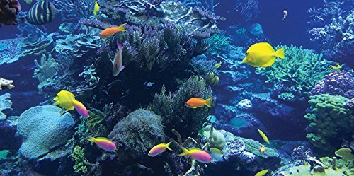 Golden Eagle Decor & Graphics Tropical Reef - 2ft x 4ft Drop Ceiling Fluorescent Decorative Ceiling Light Cover Skylight Film