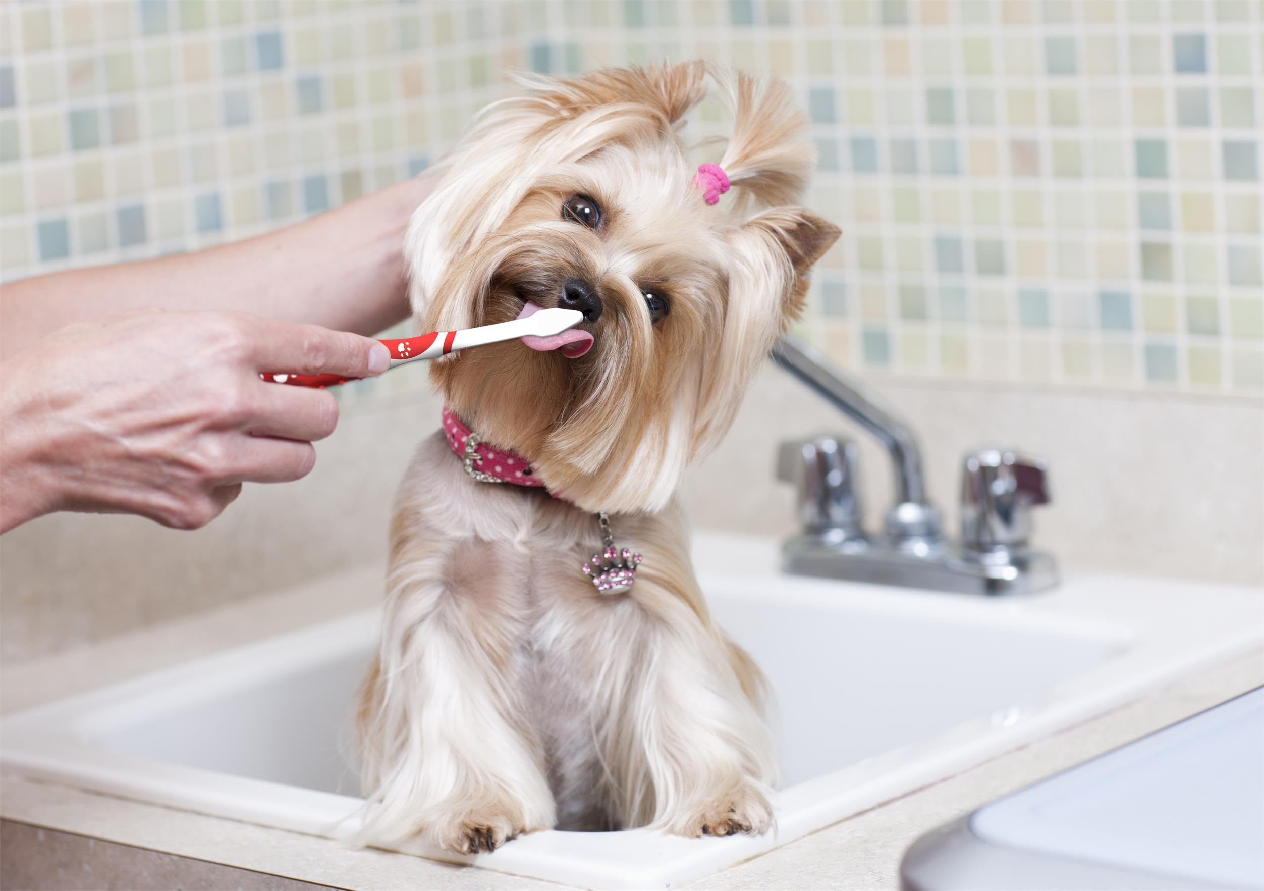 QWloog Magzipo Pet Toothbrush for Dogs,Cats,Soft and Non Slip Dual Head Dog Toothbrush (2 Red+2 Pink)