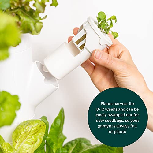 Gardyn 3.0 Hydroponics Growing System & Vertical Garden Planter - Includes 30 Non-GMO Indoor Plants, Herbs & Vegetables for Your Home Indoor Gardening System | Next Generation of Indoor Smart Gardens
