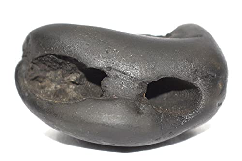 Rudrakshguru TriVikrama Shaligram - Gandaki River Nepal