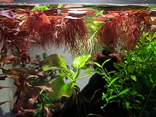 Red Root Floater - Live Aquarium Plants - 4oz Cup | Floating Live Plants for Aquariums or Ponds
