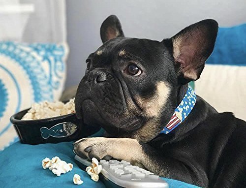 Galaxy Print Collar for Pets Size Small 3/4 Inch Wide and 12-17 Inches Long - Hand Made Dog Collar by Oh My Paw'd