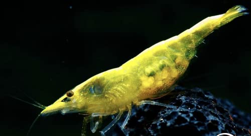Swimming Creatures 10 Golden Back Yellow Neocaridina Freshwater Aquarium Shrimps. Live Arrival gaurantee