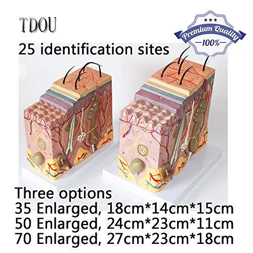 Tdou 50 Times Human Big Anatomical Skin Magnified Tissue Structure Model with Hair 35X/50X/70X Enlarged for Biology Minimally Invasive Cosmetic Surgery Teaching Models