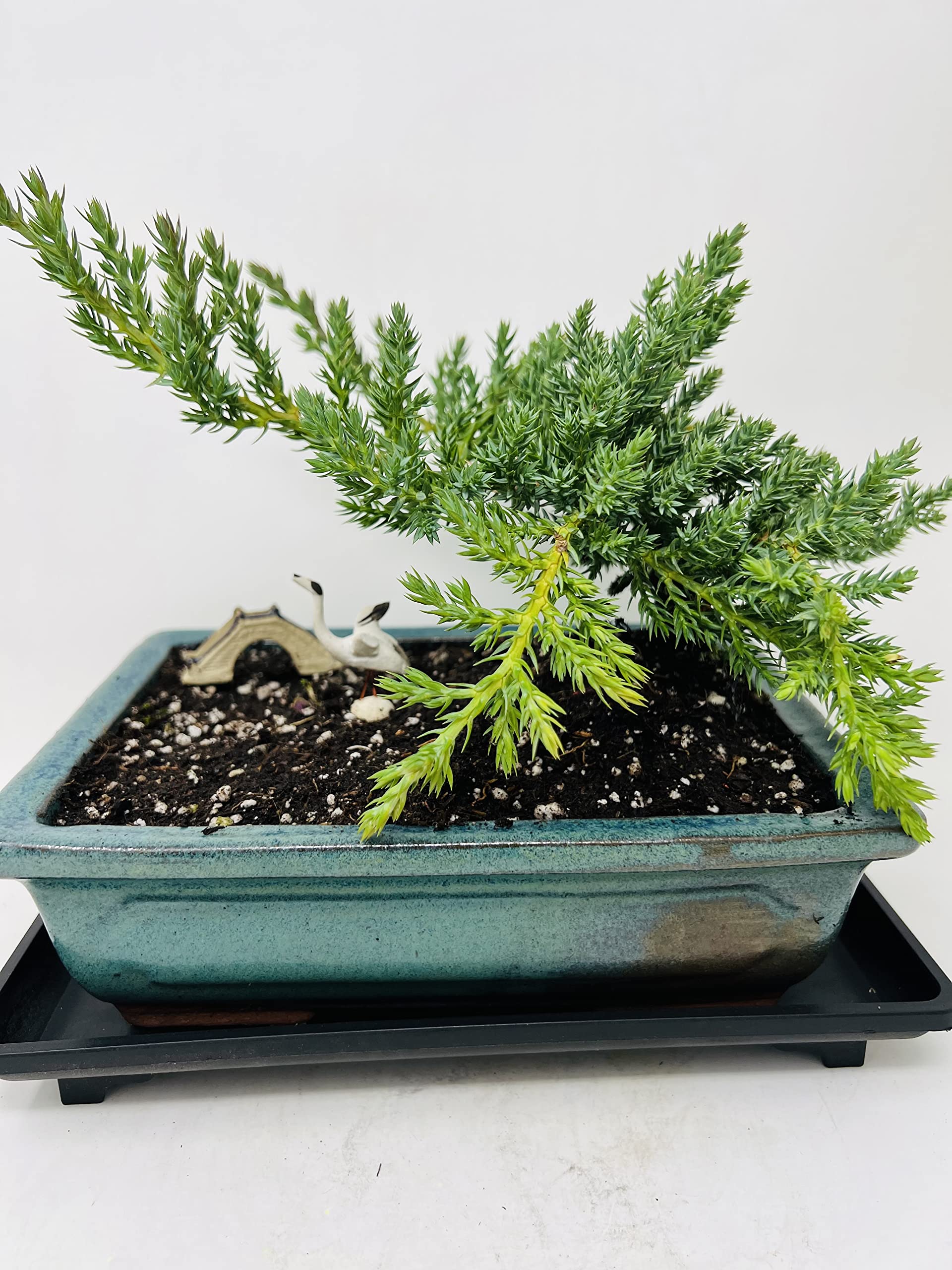 Juniper Bonsai Tree with Green Through 8" Rectangle Ceramic Vase