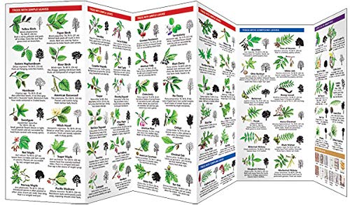 Trees: A Folding Pocket Guide to Familiar North American Plants (Wildlife and Nature Identification)