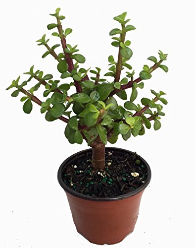 Mini Jade Plant - Portulacaria afra - 4.5" Pot