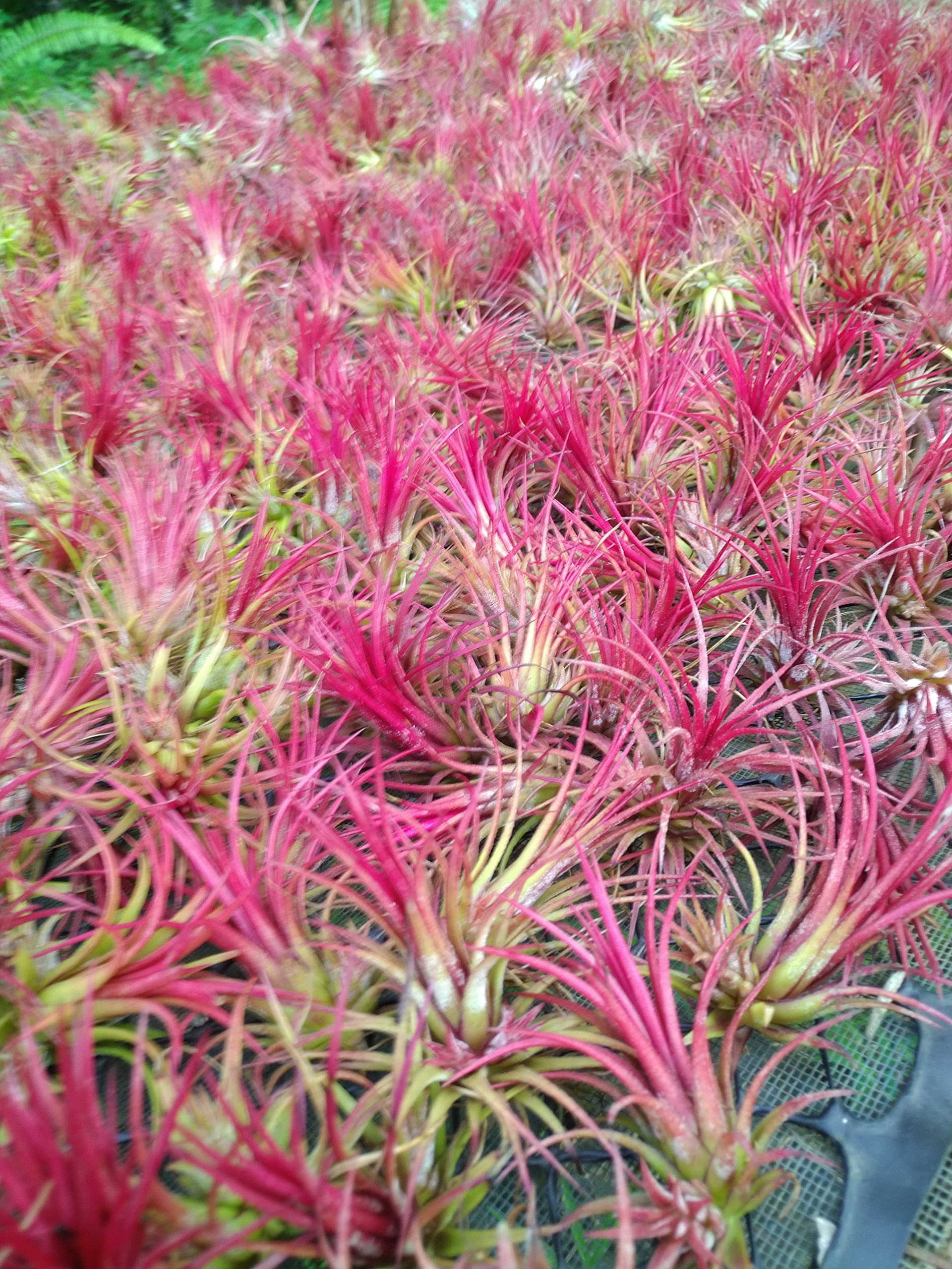 It Blooms Rainforest Grown One RED Ionantha Fuego Air Plants - Live Tillandsia - 1.5 to 3 inches - 30 Day Guarantee