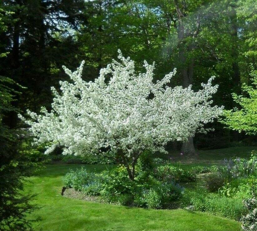 Sargent Crabapple Tree/Shrub - Live Plant - 12-18" Tall - Quart Pot - Malus sargentii