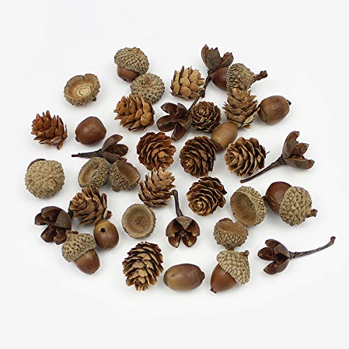 Queenbox 20Pcs Natural Dried Acorn Cap Craft DIY, Home Christmas Thanksgiving Decorative Fall Winter Holiday Home Decor