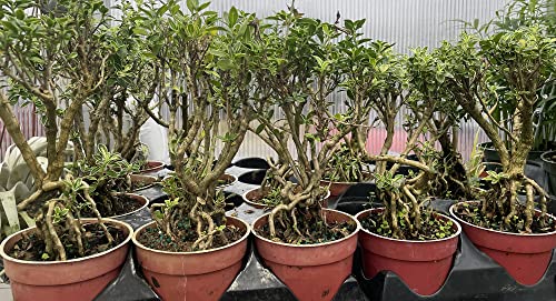 Japanese Serissa Bonsai Tree 4" Pot - Exposed Roots