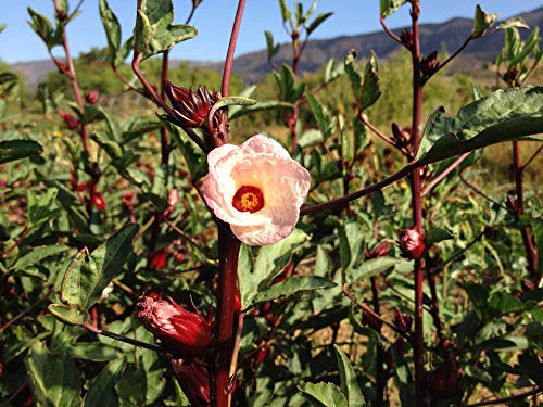 Hibiscus sabdariffa/Roselle Seeds - Pack of 30, Certified Organic, Non-GMO, Open Pollinated, Untreated Flower Seeds for Planting – from USA
