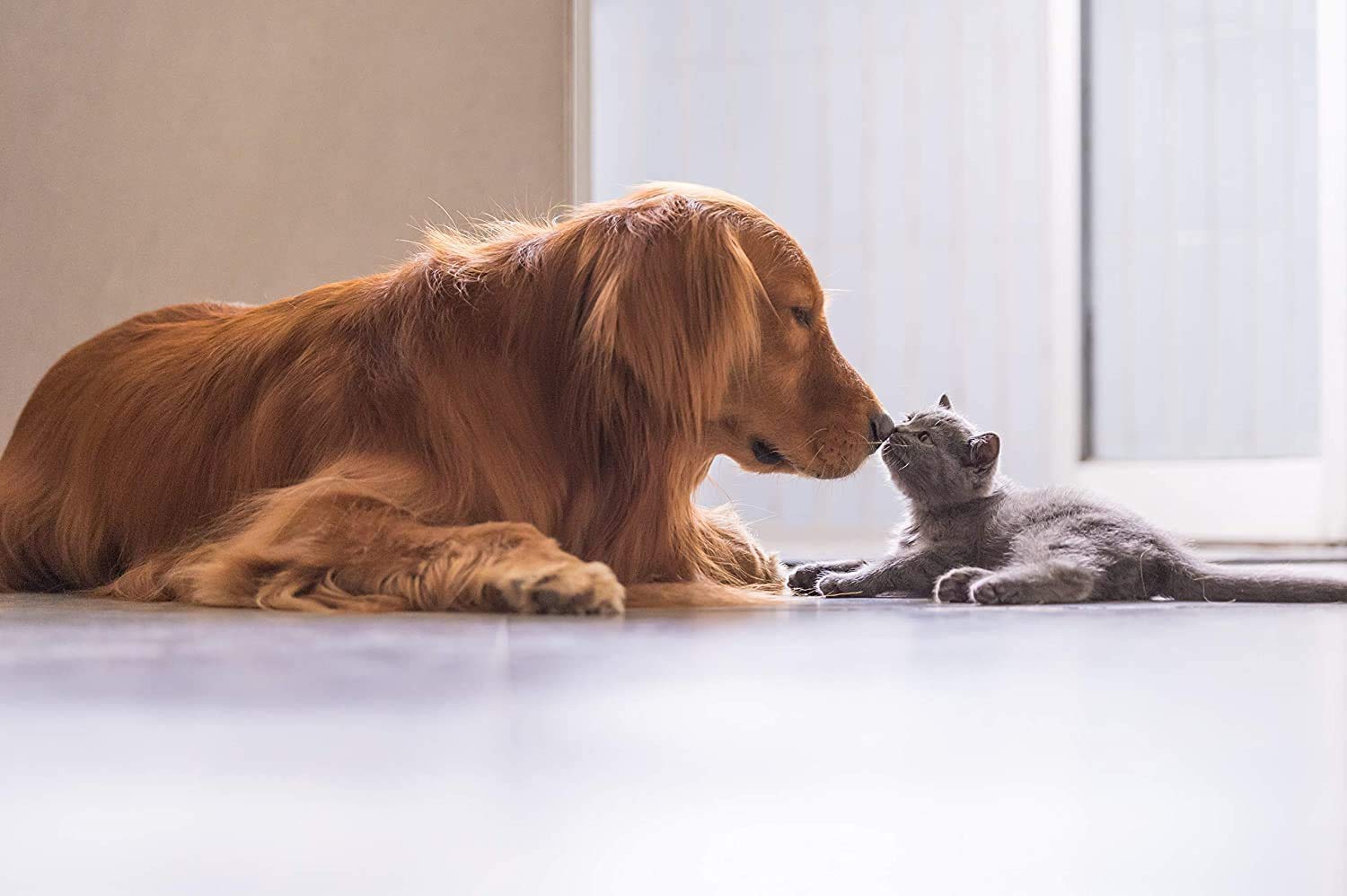 Veterinarian Approved Super Pet Nutrition - for Dogs and Cats - Liposomal Bovine Colostrum, Rich in Immunoglobulins (25%+), Support for Immune and Digestive Systems, Allergies (50 Grams)