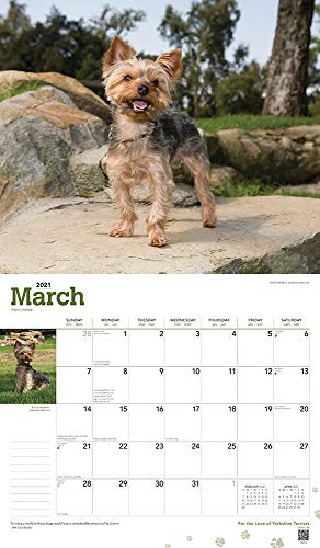 For the Love of Yorkshire Terriers 2021 Calendar: Foil Stamped Cover