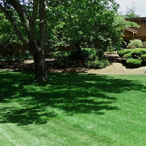 Outsidepride Legacy Fine Fescue Shade Tolerant, Soft, Turf, Lawn Grass Seed Blend - 5 LBS