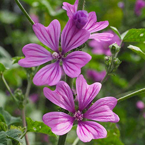 Outsidepride Malva Sylvestris French Hollyhock Zebrina Plant Garden Flower Seed - 500 Seeds