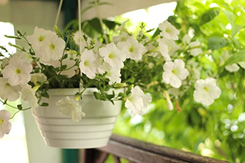 Natural Horticultural Perlite (1 Quart)