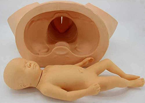 WFZY Demonstration Female Childbirth Manikin Advanced Midwifery Training Model Obstetrics and Gynecology Delivery Maternity Simulator for Nursing Medical Teaching