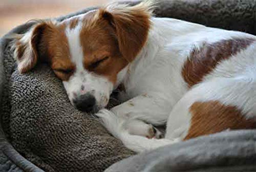 PET SUPPLEMENTS & NUTRITION LLC Dog Joint Repair - Joint Health with Turmeric - MSM - GLUCOSAMINE - Hip Support - Dog glucosamine and chondroitin Bulk - 120 Tablets (2 Bottles)