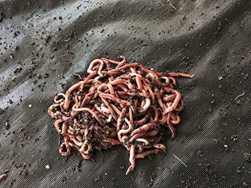 Worms 1/4 Pound Red Wiggler Composting