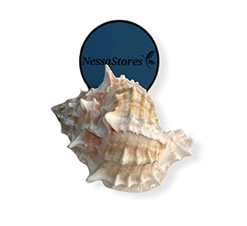NessaStores - Pink Murex Phyllonotus erythrostomu Hermit Crab Sea Shell 4" - 4 1/2" #JC-042 (2 pcs)