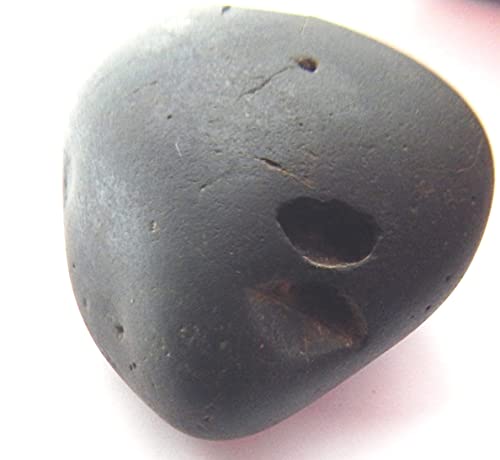 XUETZALCOATL Padmanabha Damodara Shaligram Sudarshan Shaligram 1.5cm - 2.5cm from Kali Gandaki 1 pcs