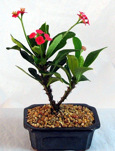 Red Crown of Thorns Bonsai Tree - Euphorbia splendens - Easter Plant