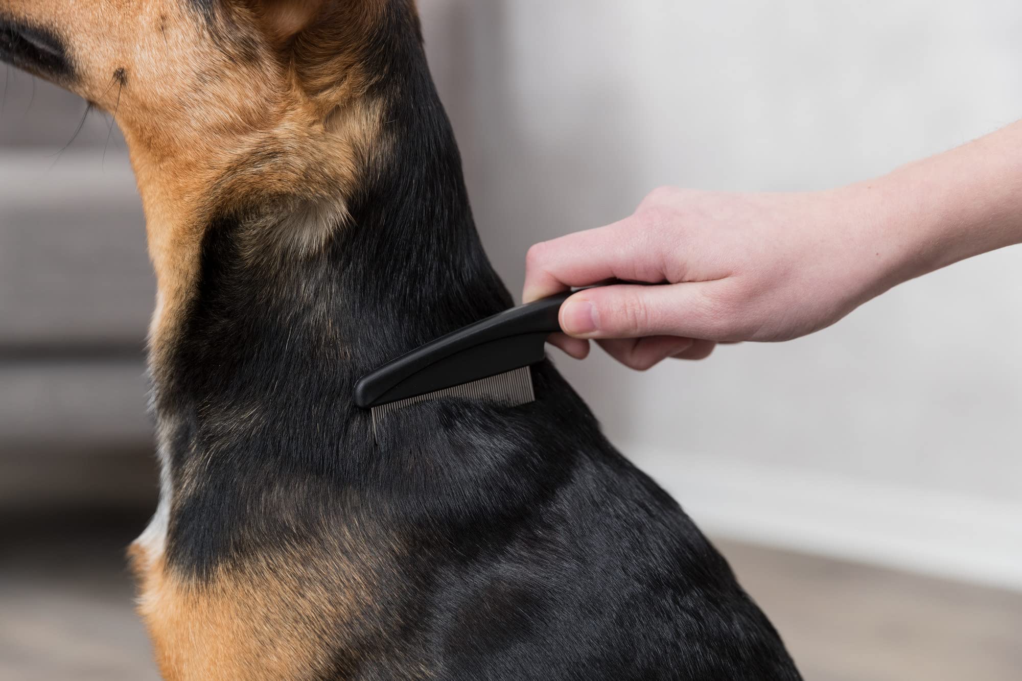 TRIXIE Pet Grooming Flea Comb for Cats, Dogs, and Small Animals, 6" (15cm)