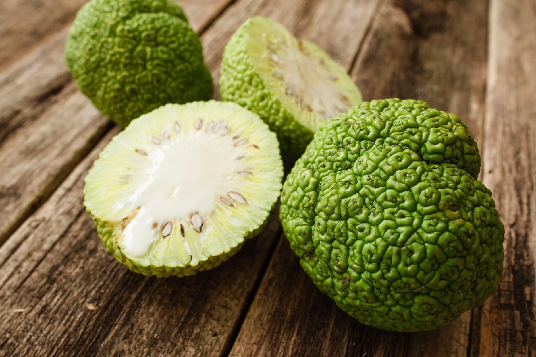 The Rike 100 Seeds Osage Orange Trees Seeds Osage Apple Trees Non-GMO Maclura pomifera, Horse Apple, Brain Fruit Hedge Apple Tree seeds
