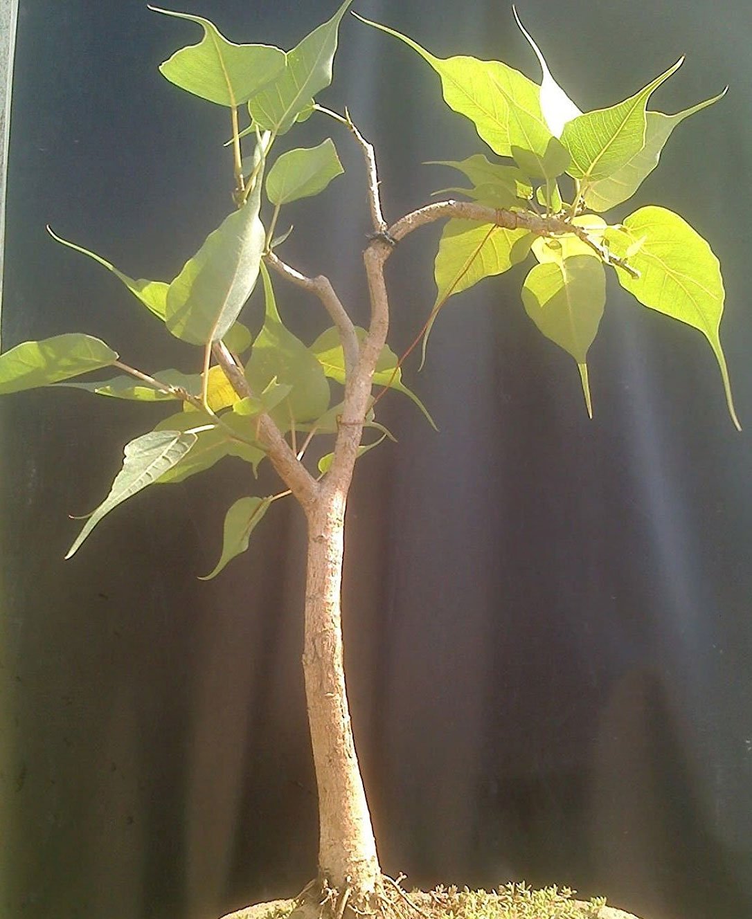 Ficus religiosa | Sacred Fig | Bodhi Tree | Pippala | Peepul | Peepal | 100_Seeds