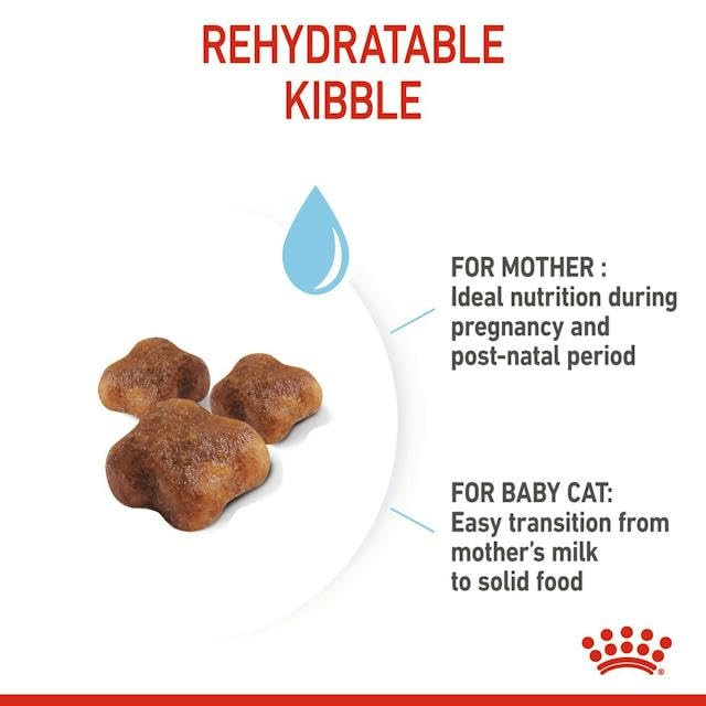Feline Hn Mother&babycat34 400
