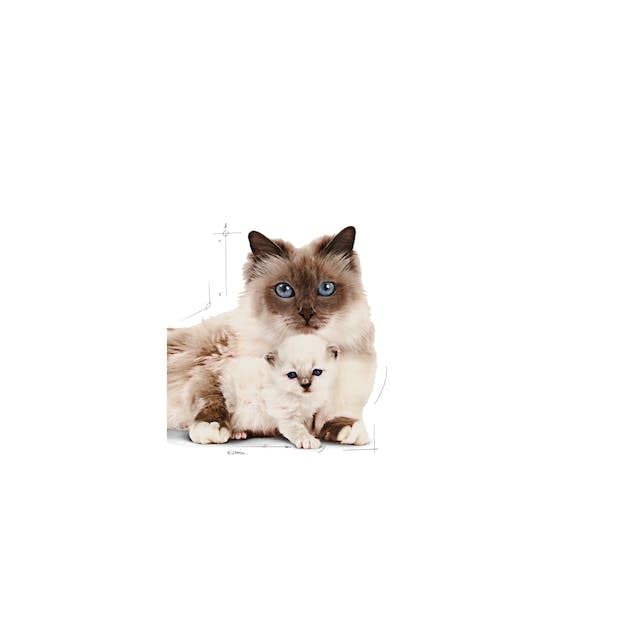 Feline Hn Mother&babycat34 400