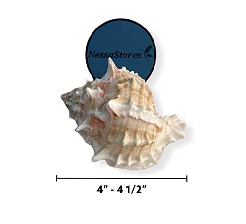 NessaStores - Pink Murex Phyllonotus erythrostomu Hermit Crab Sea Shell 4" - 4 1/2" #JC-042 (2 pcs)