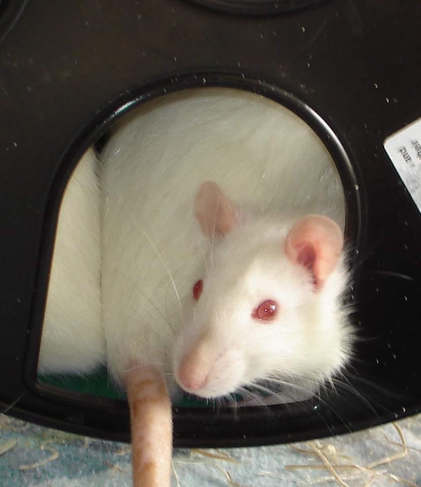 Wodent Wheel 11 Inch & Tail Shield - Running Wheel for Small Pets Bundled with Critter Pops Treats