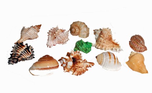 Florida Marine Research SFM34332 12-Pack Hermit Crab Shell, Large