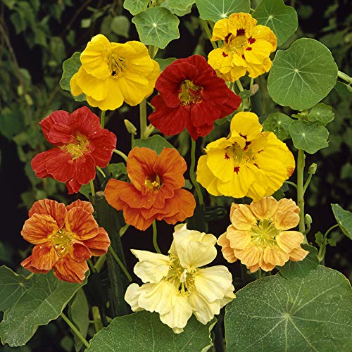 Outsidepride Tropaeolum Nasturtium Flower Seed Mix Climbing Flowering, Dwarf - 1/4 LB