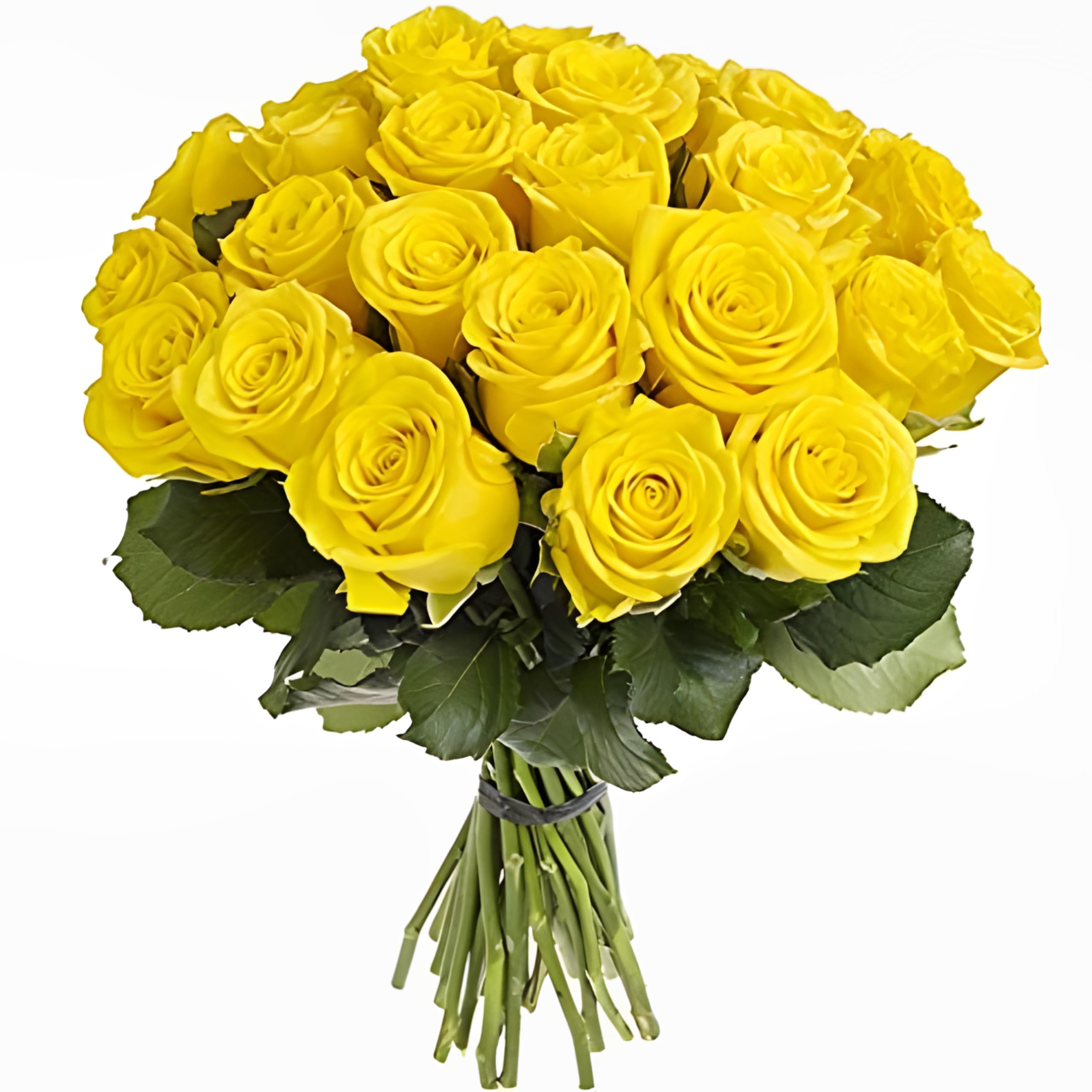 Fresh Cut 24 Yellow Roses - Fresh from the Farm Yellow Rose Bouquet – Hand-Selected Long-Lasting Gift and Home Decor Perfect Fresh Flowers |20" Long Stems No Vase-2 Dozen | Flowers Gift