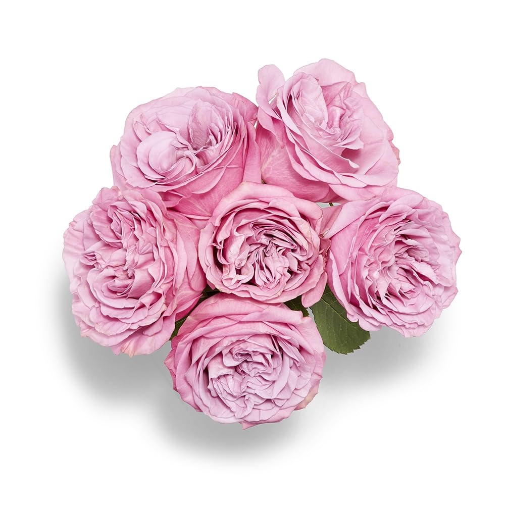 Floral Garden Rose 6 Stem, 1 EA