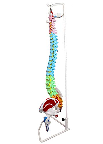 Vision Scientific VAV245 Flexible Spinal Column | 5 Color-Coded | Muscle W Occipital Bone | Sacrum, Coccyx, 24 Vertebrae, Soft Disc | Pelvic Bones & Femur Heads, Arteries, Nerve Endings | W Manual