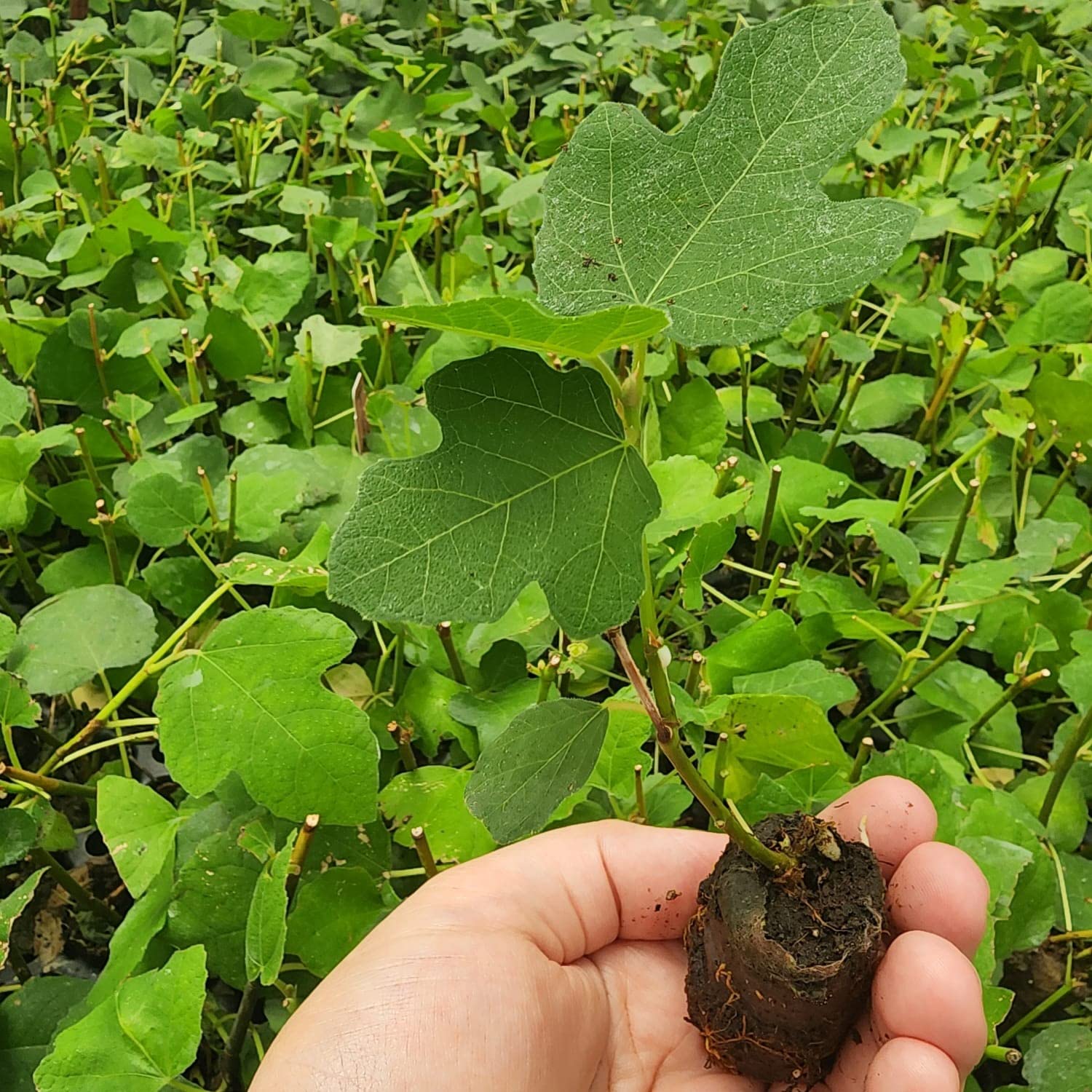 Fig Tree "Chicago Hardy" Set of 4 starter plants