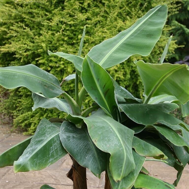 Fruit for Planting, Dwarf Cavendish Banana Fruit Tree 1 to 2 Feet, 1 Gallon Pot