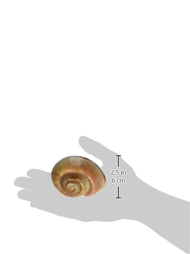 Florida Marine Research SFM34332 12-Pack Hermit Crab Shell, Large