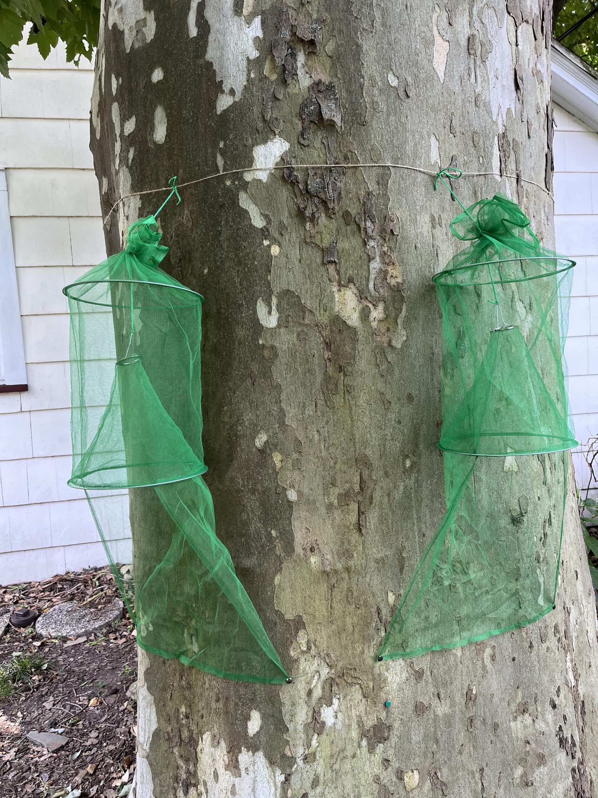 Spotted Lanternfly Mesh House Trap SLF. Simple and Effective Way to Catch Lantern Flies and Nymphs., Green